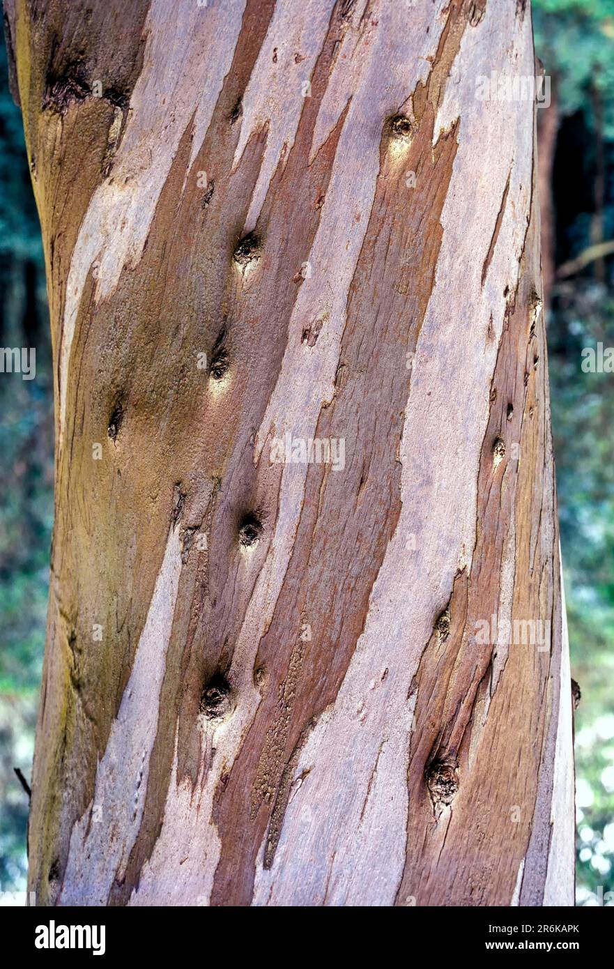 Indian tree pattern hi-res stock photography and images - Alamy