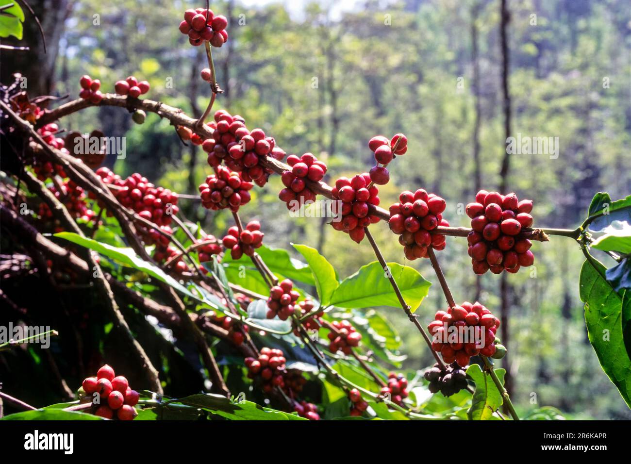 Coffee (Coffea) berries fruits In coorg Kodagu, Karnataka, South India ...