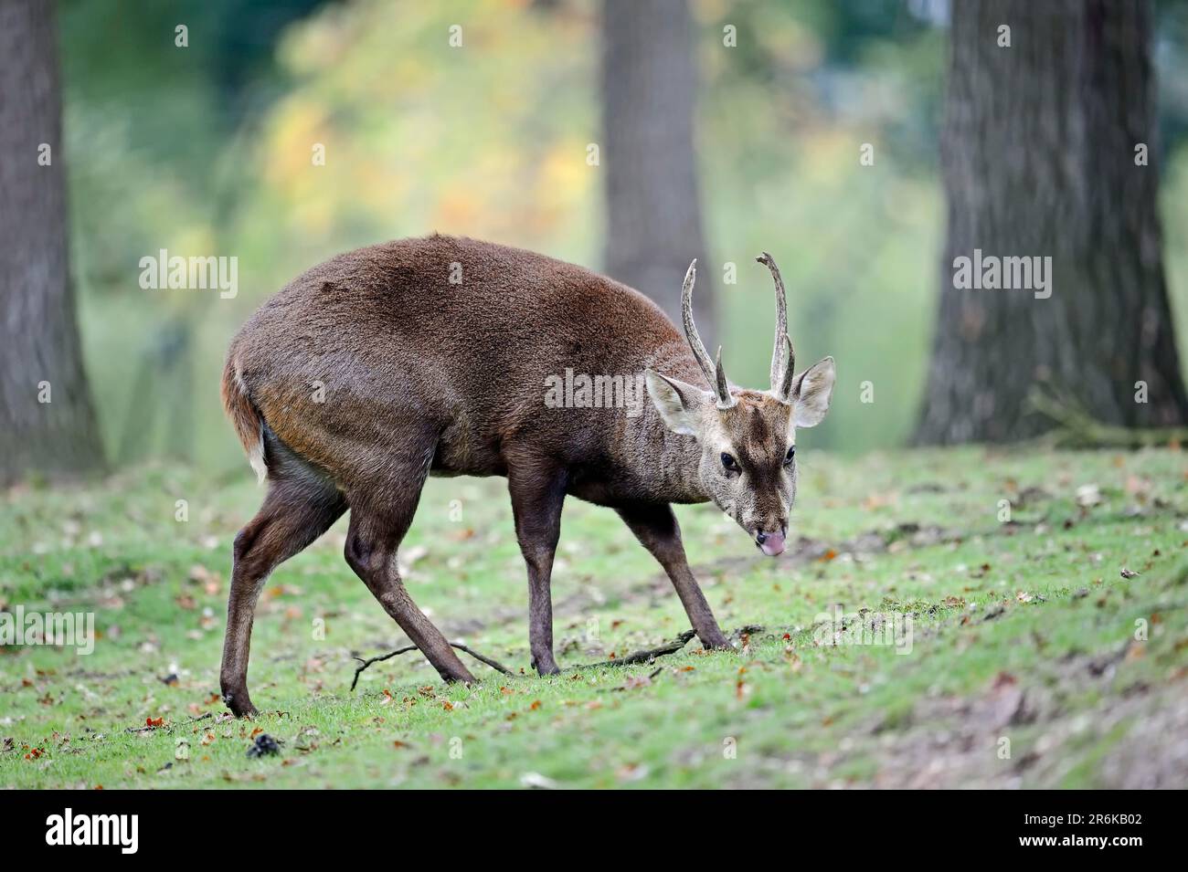 Hog deer (Axis porcinus), male Stock Photo - Alamy
