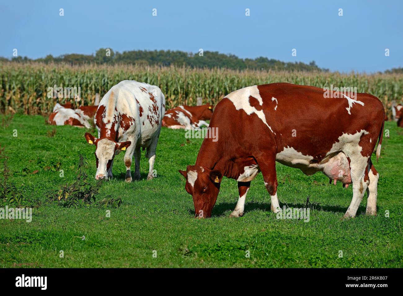 German Holstein cattle on pasture, red-breasted domestic cattle, cow ...