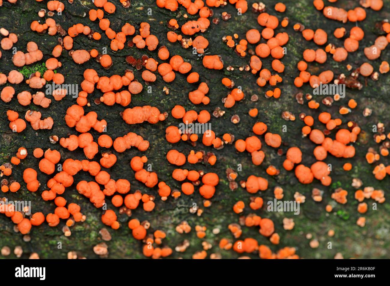 Red pustule fungus, conidia stage, North Rhine-Westphalia (Nectria ...