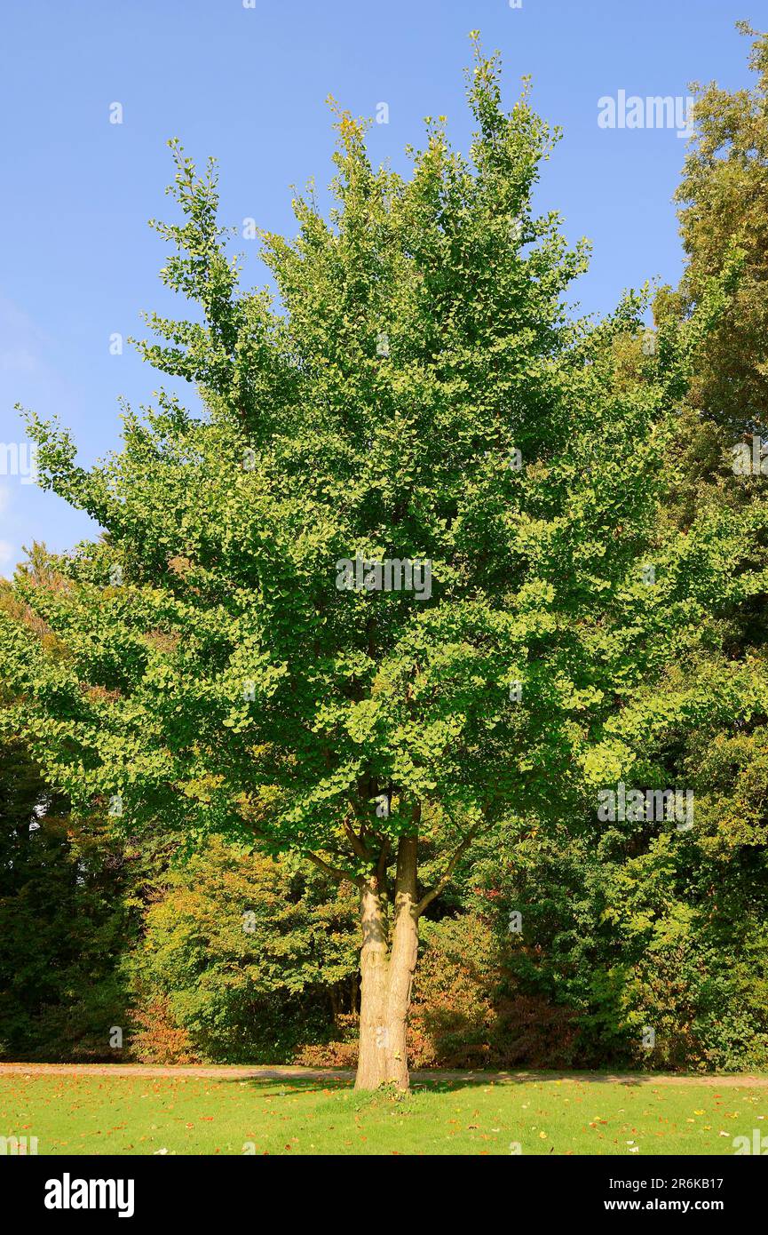 Maidenhair Tree (Ginkgo biloba Stock Photo - Alamy