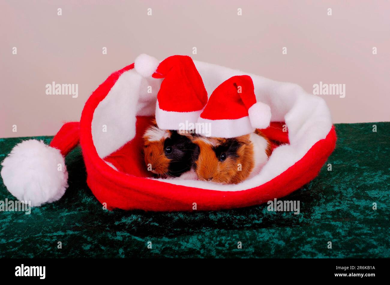 Rosette guinea pig with christmas caps in christmas cap, young animals ...
