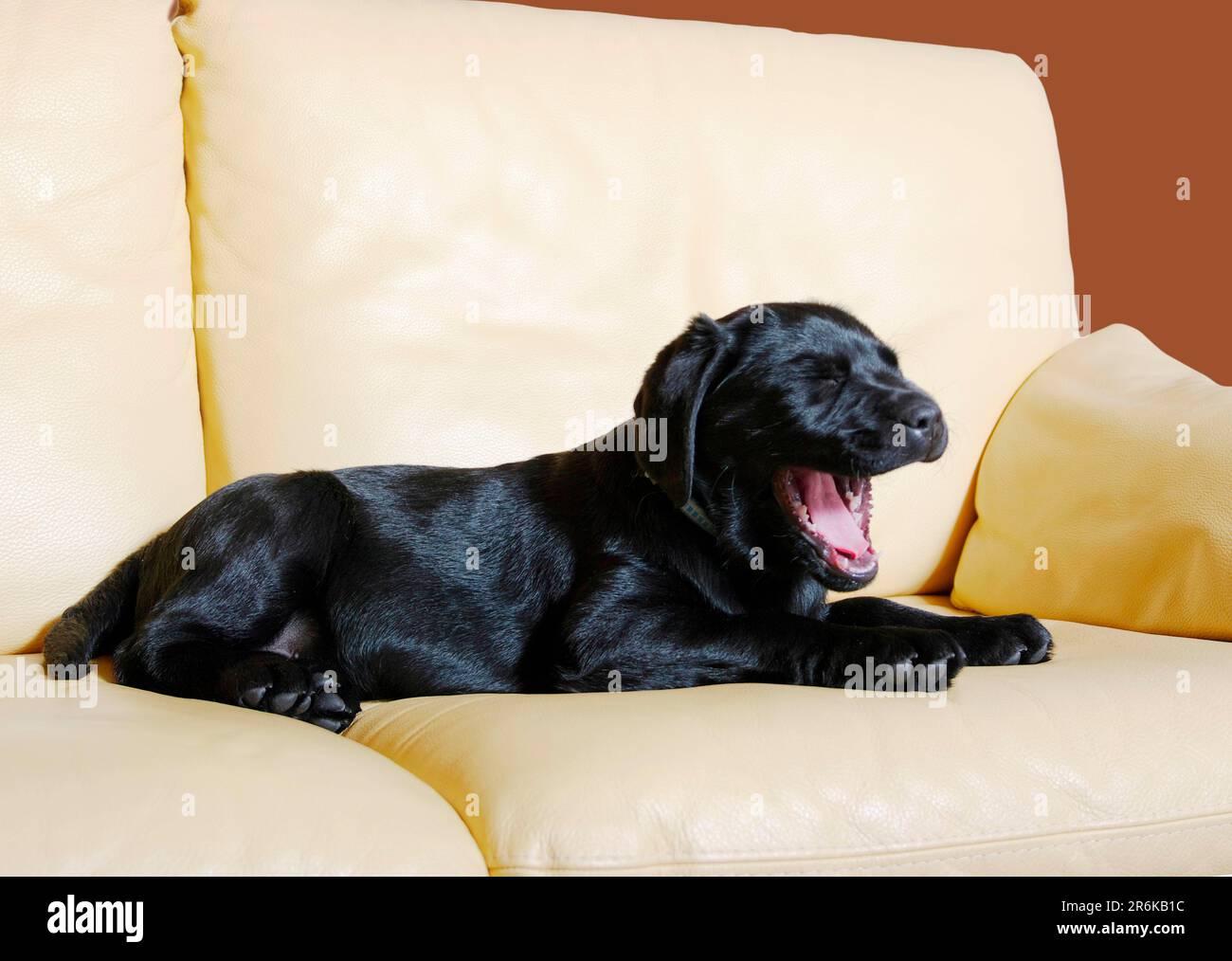 Labrador retriever, puppy, black, on couch, sofa Stock Photo - Alamy