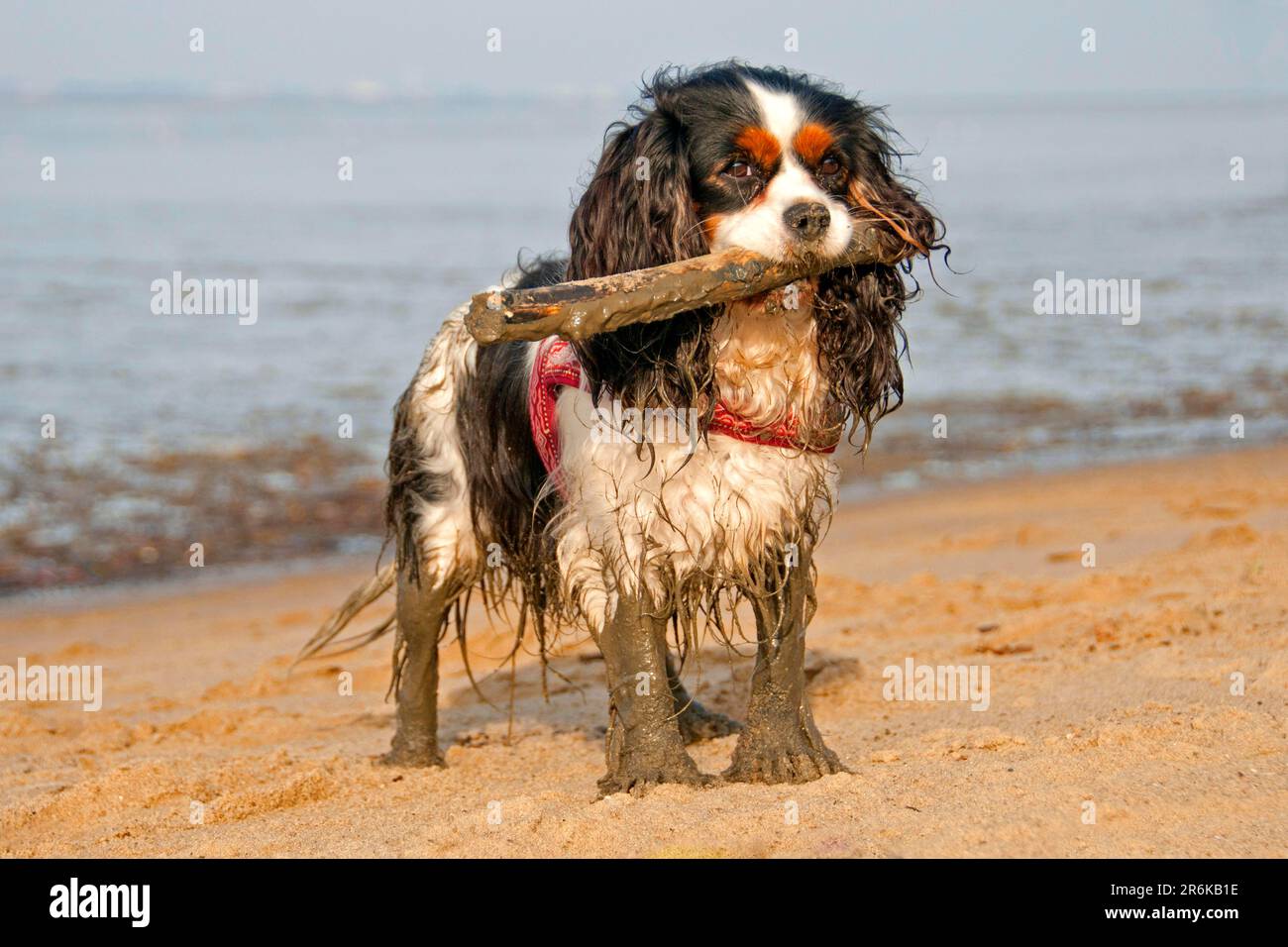 Mud stick hi-res stock photography and images - Alamy