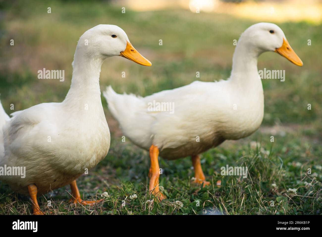 Two white geese stand on green grass. Poultry, breeding geese. Rural ...