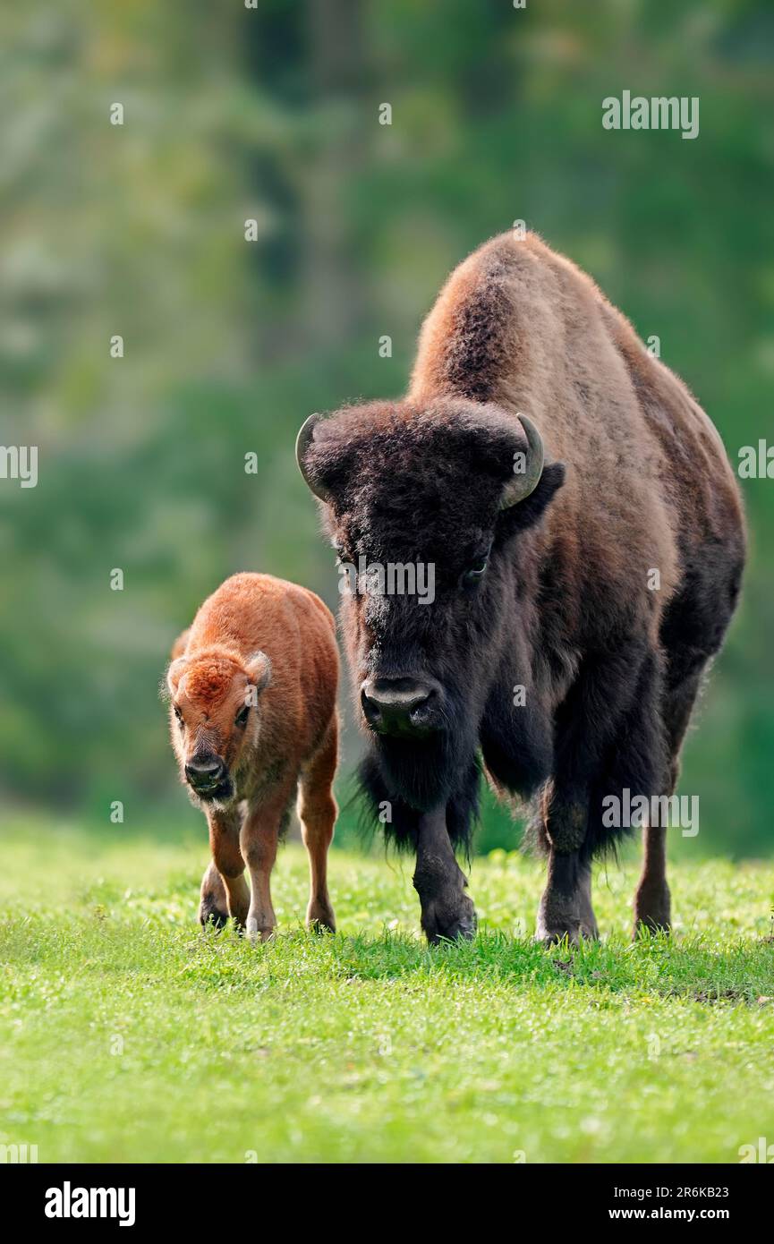 American Bison (Bison bison), cow with calf Stock Photo - Alamy