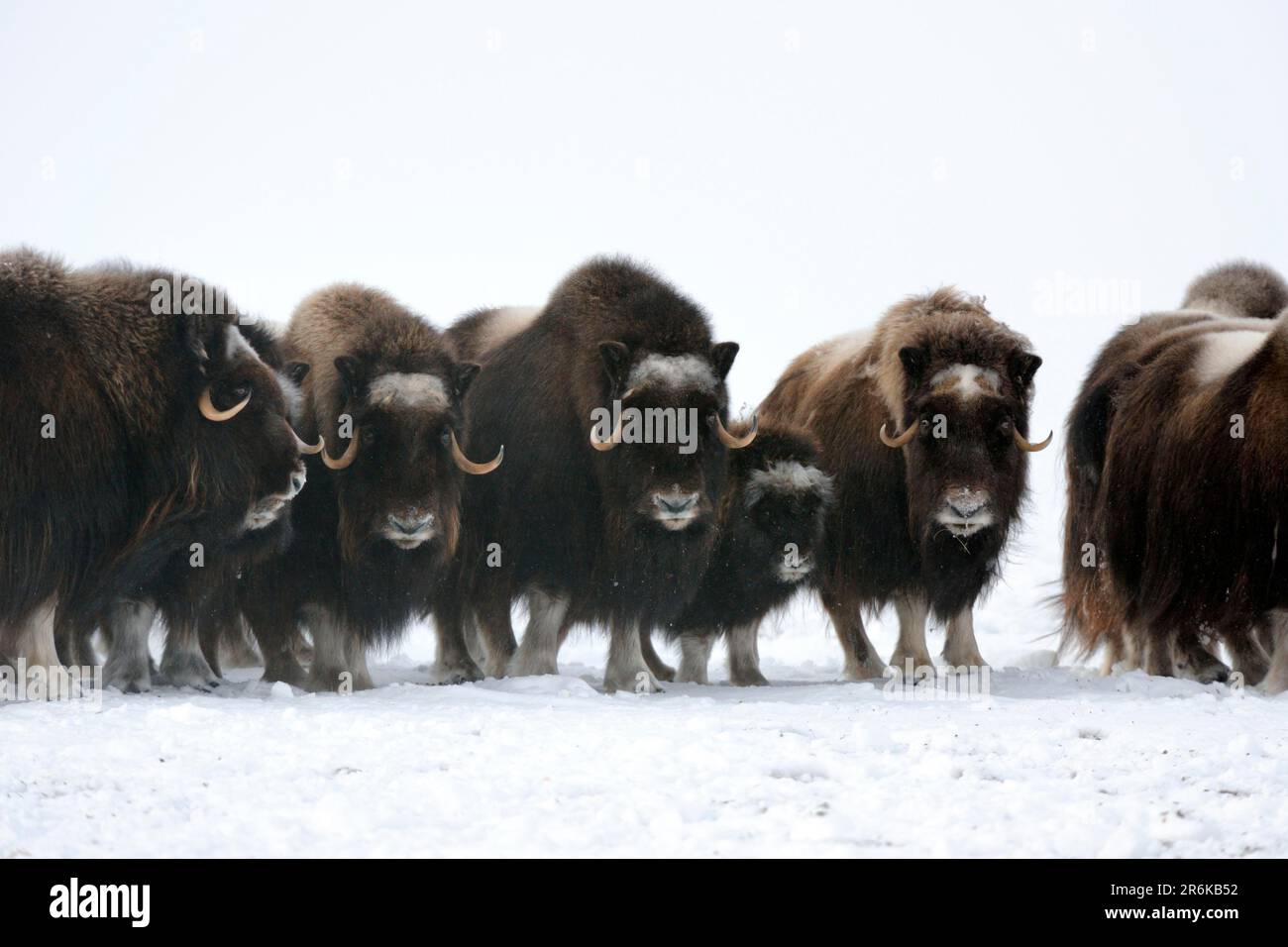 Musk oxes (Ovibos moschatus), herd with calf, bank, Arctic, Iceland ...