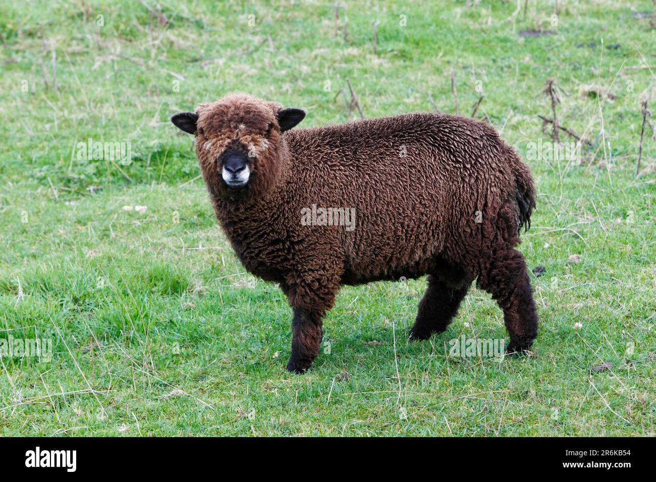 Merino sheep, lamb, lateral Stock Photo - Alamy