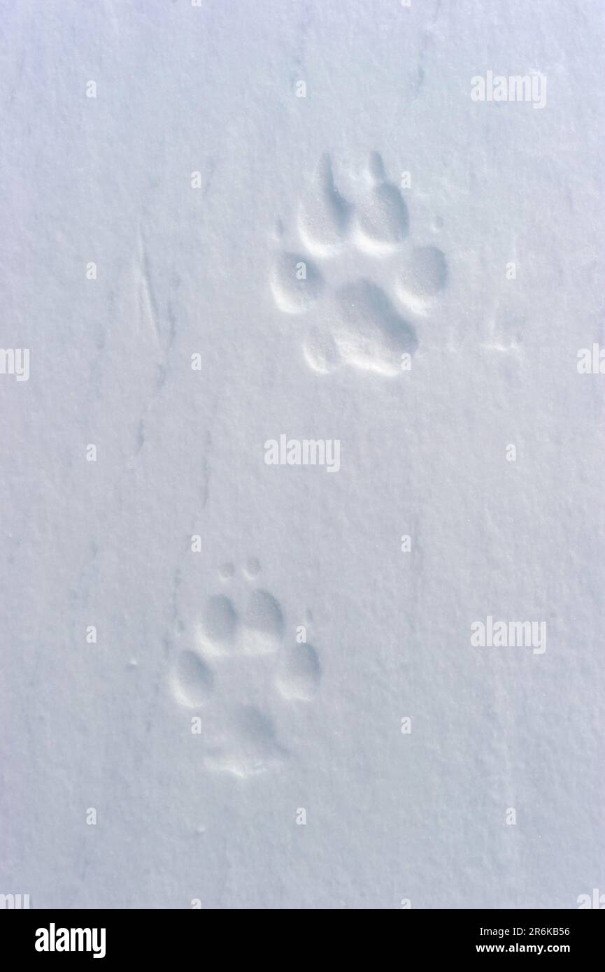 Arctic wolf (Canis lupus arctos), footprints in snow, bench, Arctic ...