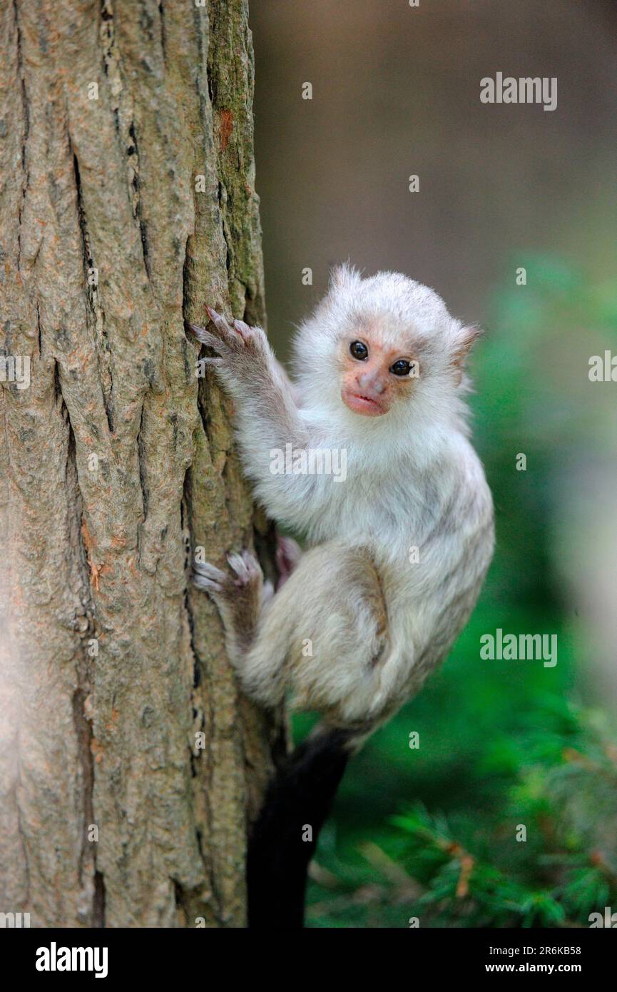 Silver marmoset hi-res stock photography and images - Alamy
