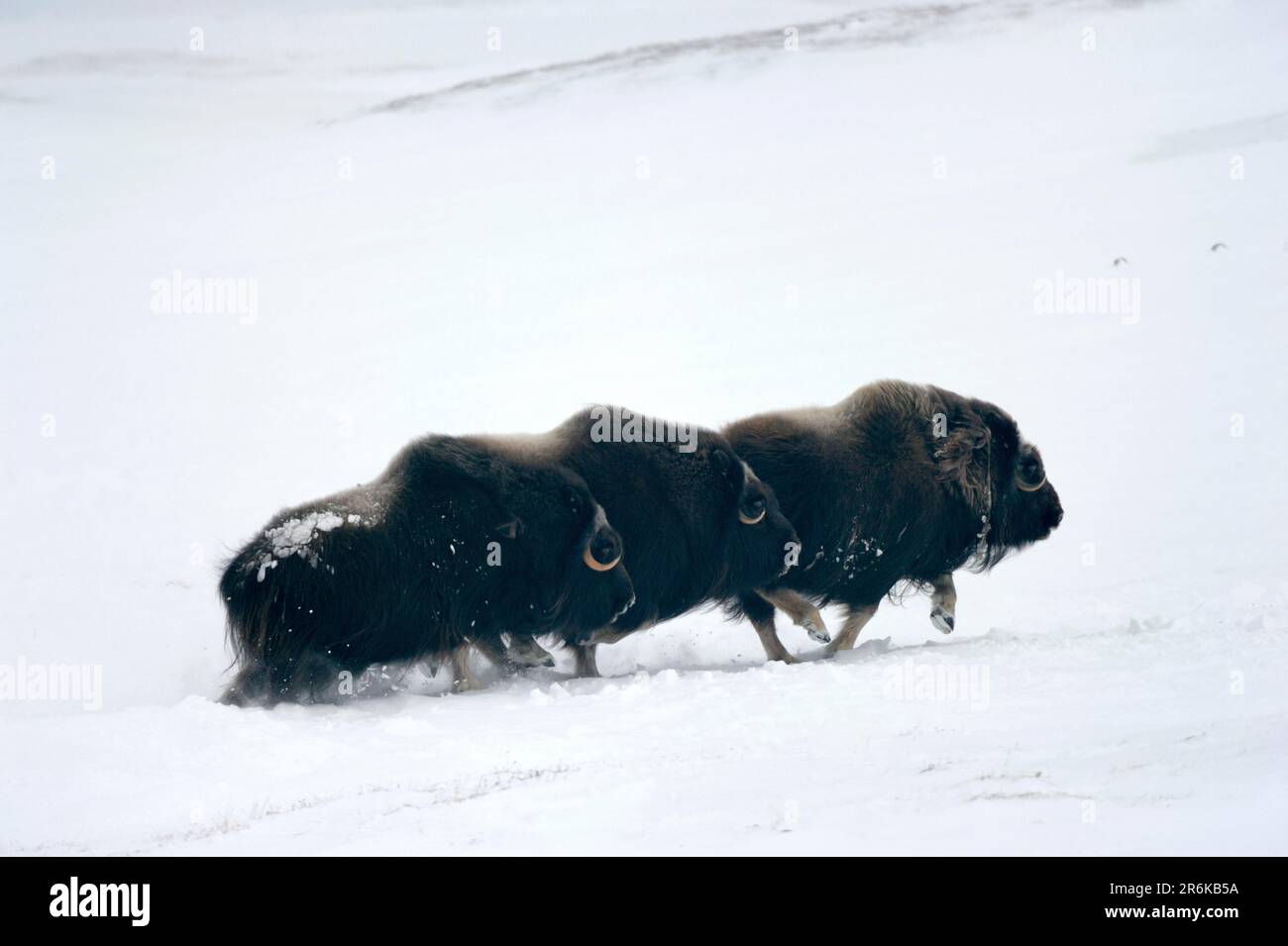 Musk oxes (Ovibos moschatus), bank, Arctic, lateral, Iceland, Canada ...