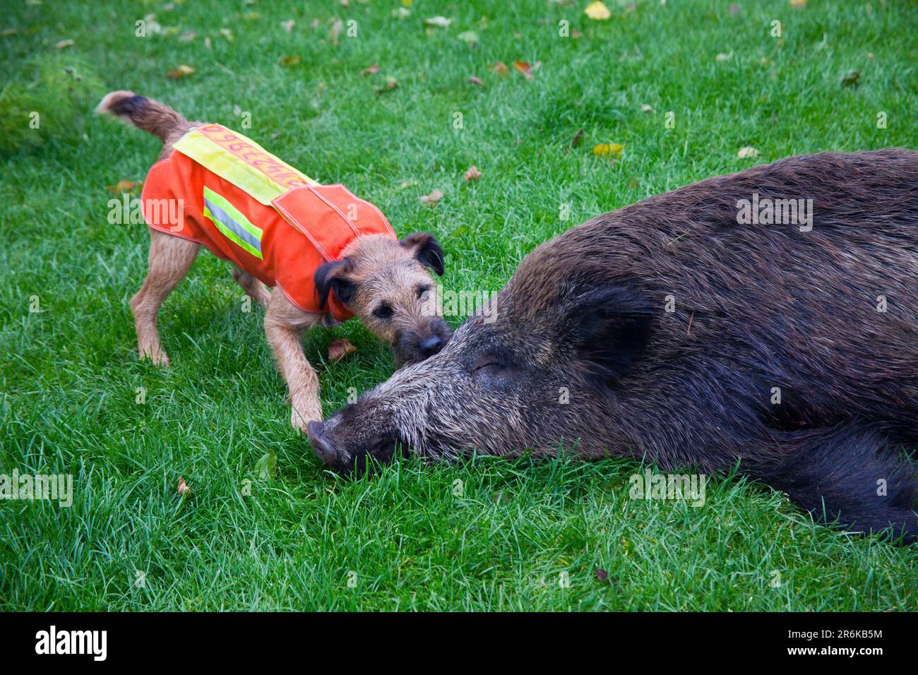 Person hunted hi-res stock photography and images - Alamy