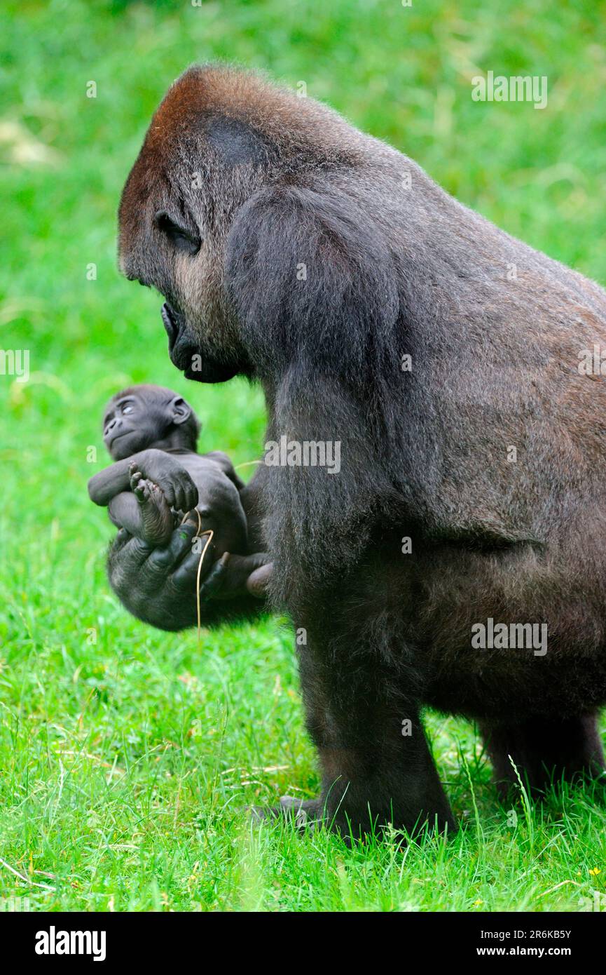 Western lowland gorilla (Gorilla gorilla), female carrying young in ...