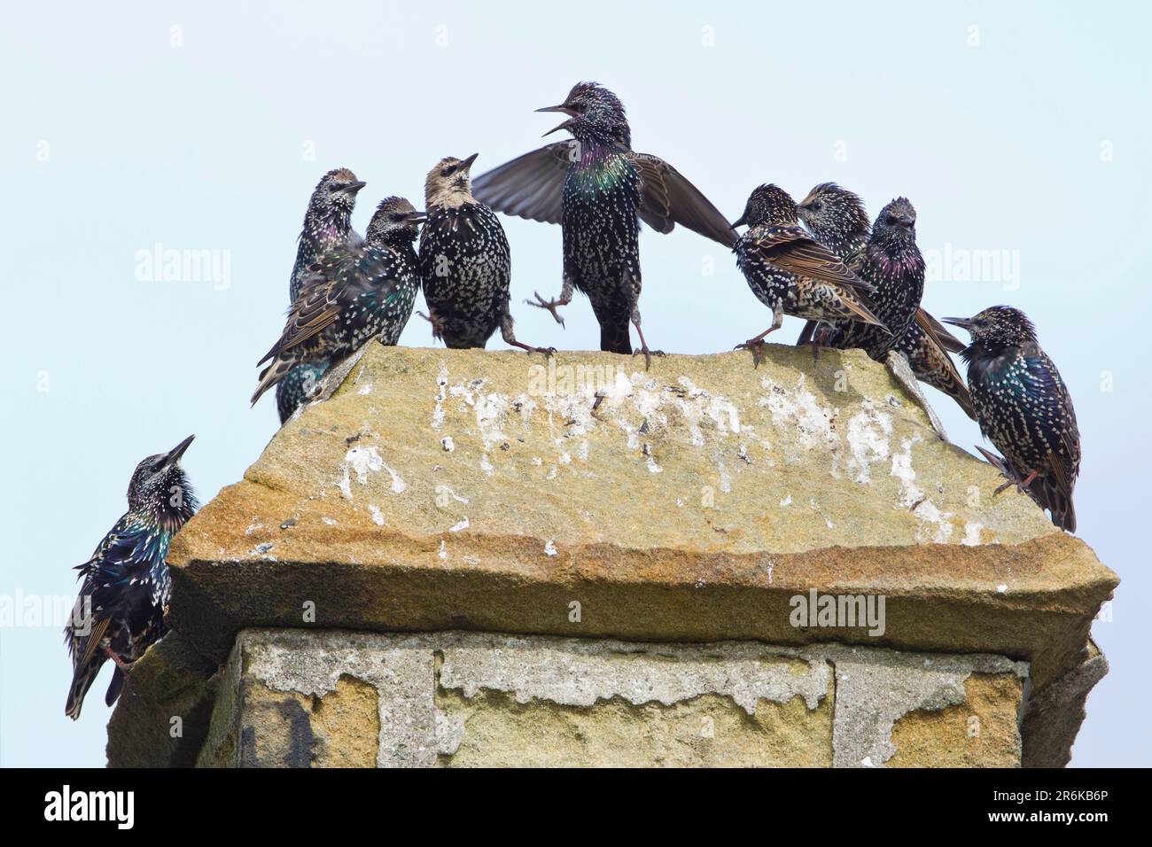 Common Starlings on chimney, Northumberland, England (Sternus vulgaris ...