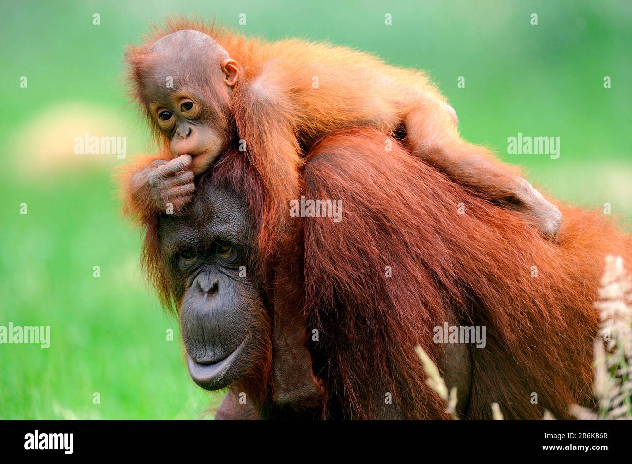 Borneo orangutans, female with young (Pongo pygmaeus pygmaeus Stock ...