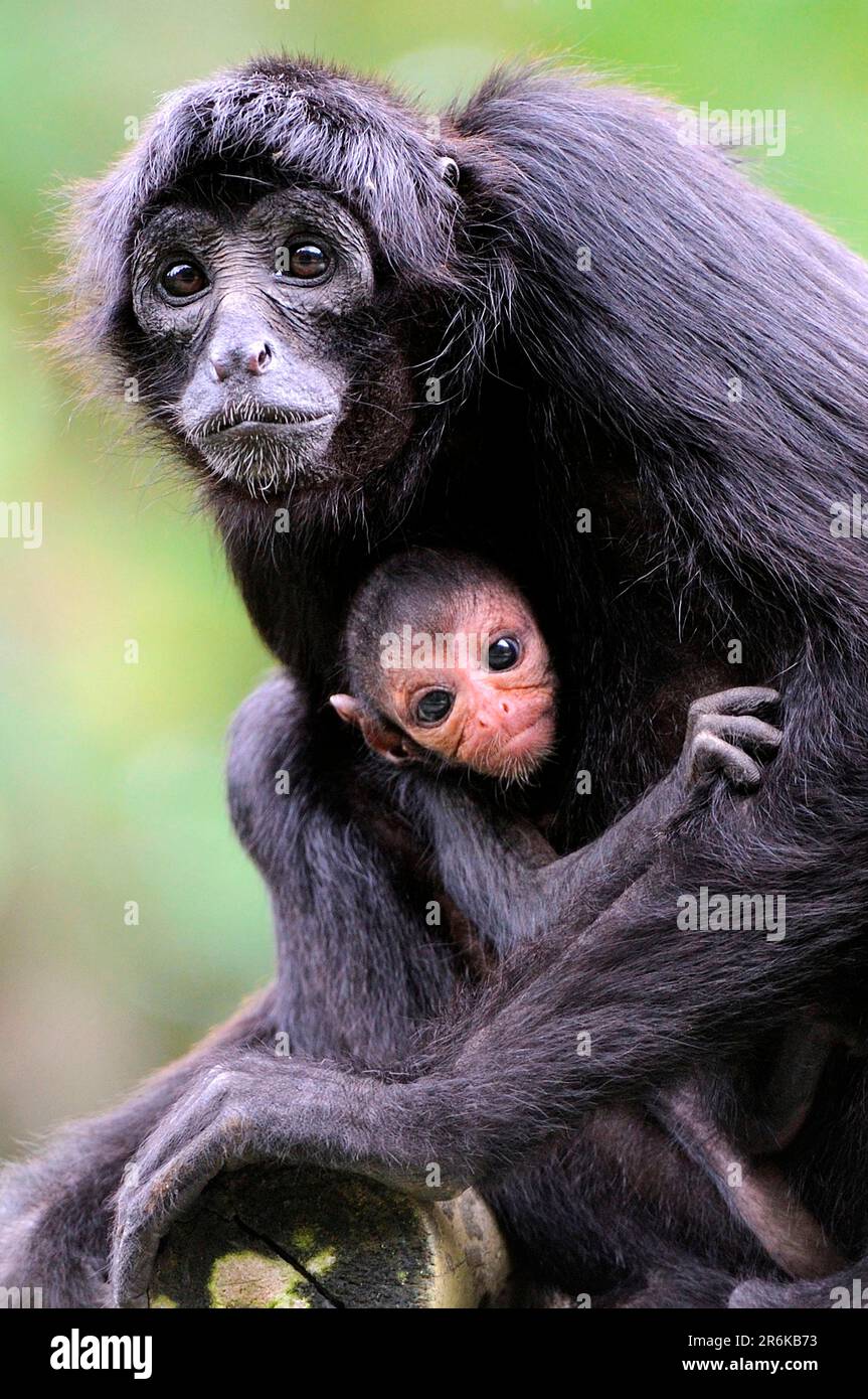 Brown-headed spider monkey, female with young (Ateles fusciceps), brown ...