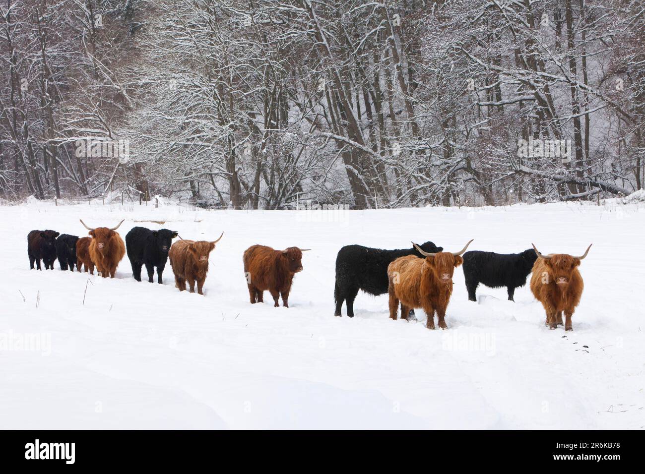 Scottish Highland Cattle and Black Angus Cattle, Angus Cattle Stock ...