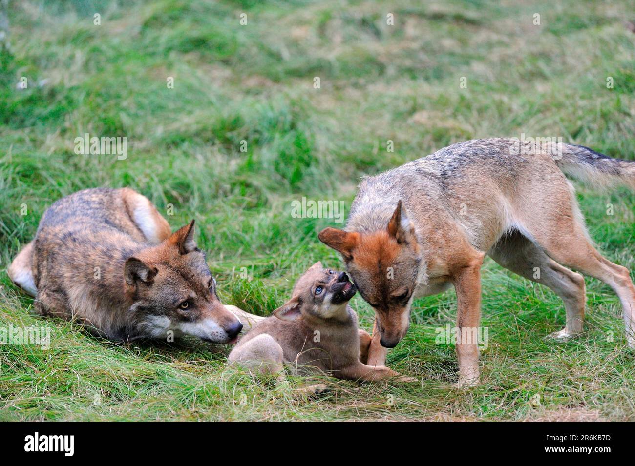 Gray wolves (Canis lupus) with young Stock Photo - Alamy