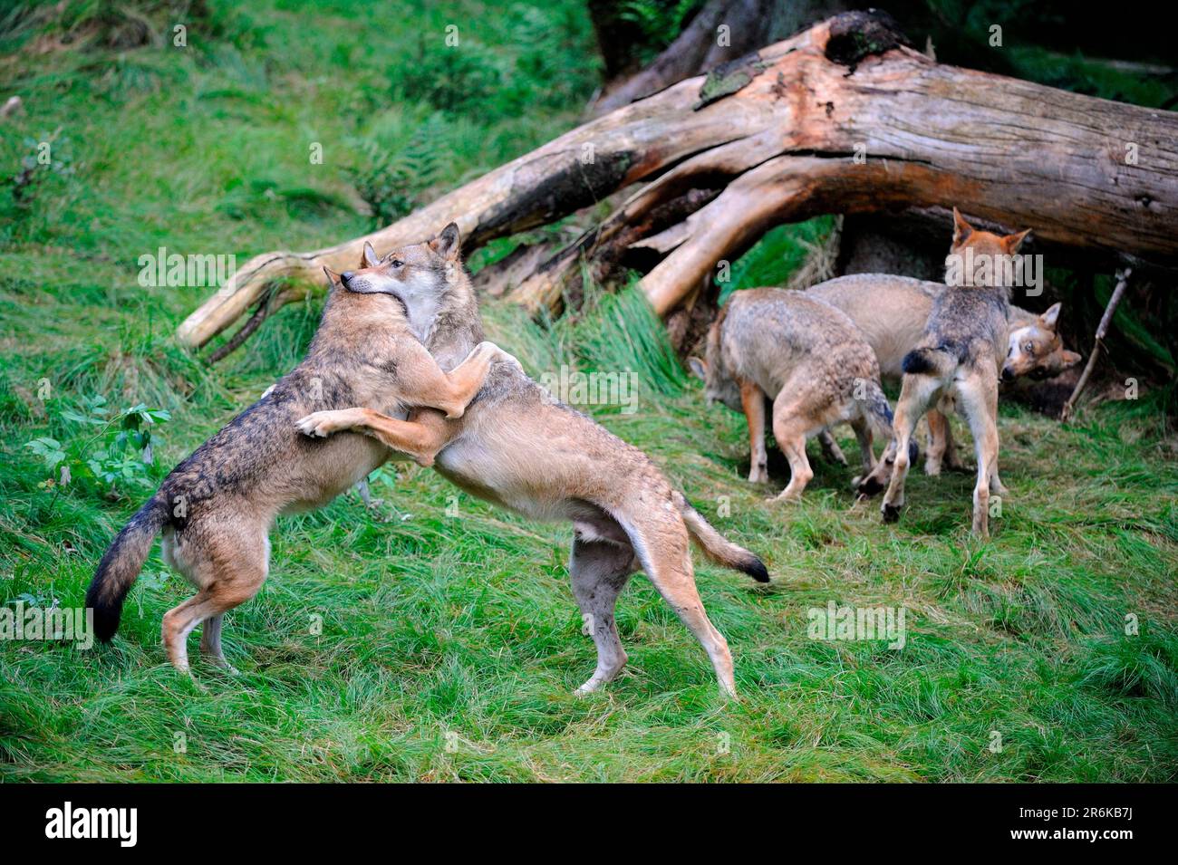 Five wolves hi-res stock photography and images - Alamy