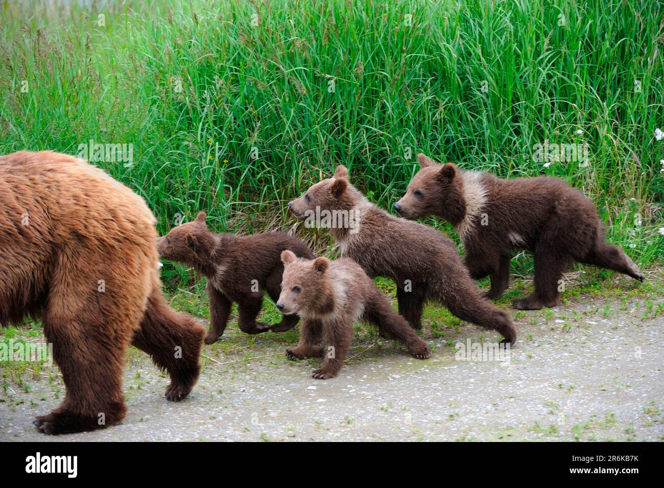 Grizzly bears (Ursus arctos horribilis), cubs following mother, Brooks Falls, Katmai National ...