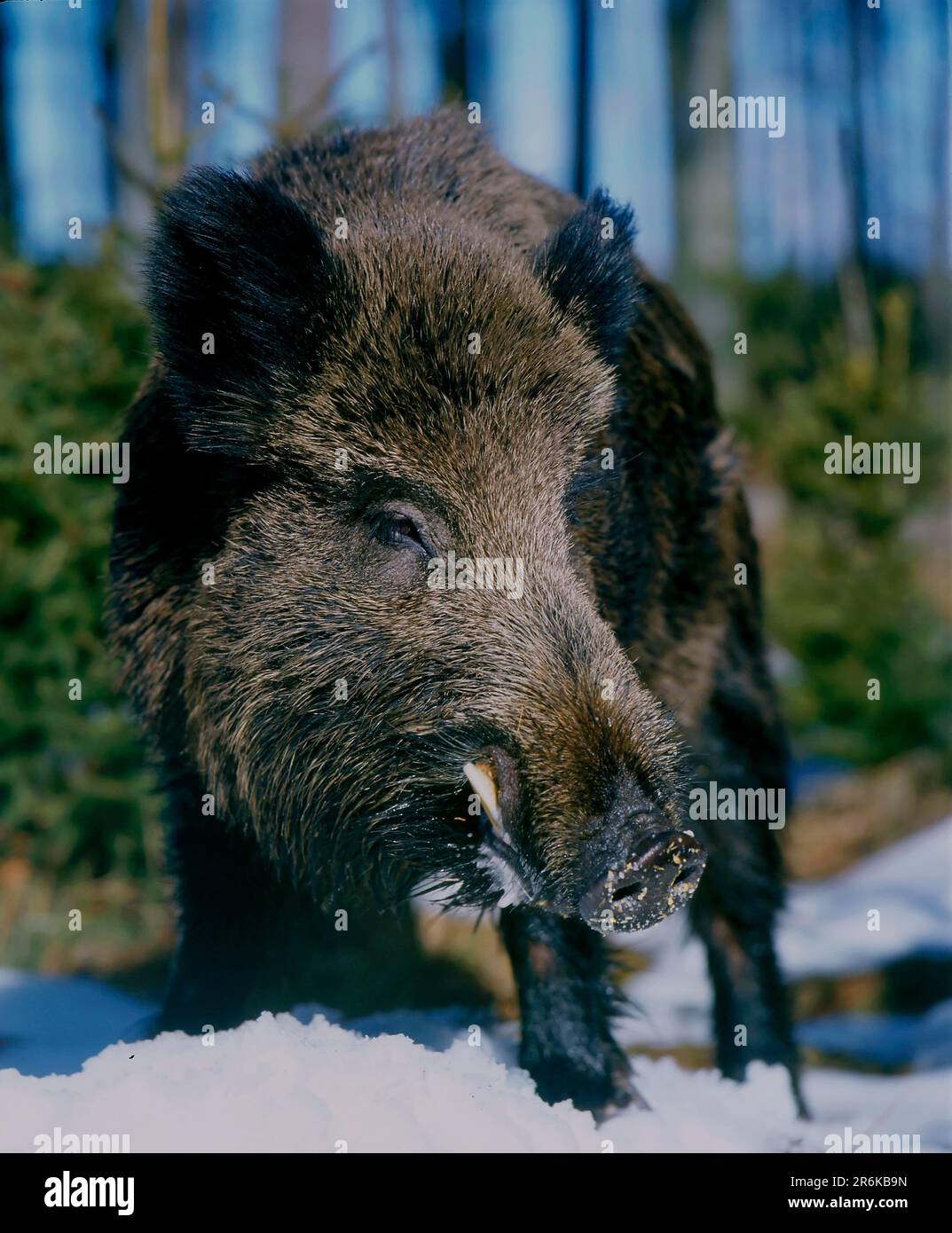 Wild Boar (Sus scrofa Stock Photo - Alamy