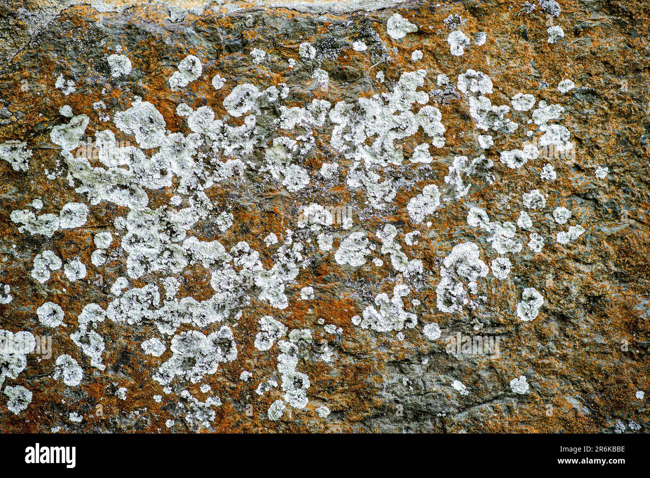 The surface of the old stone with white fungus, mold Stock Photo - Alamy