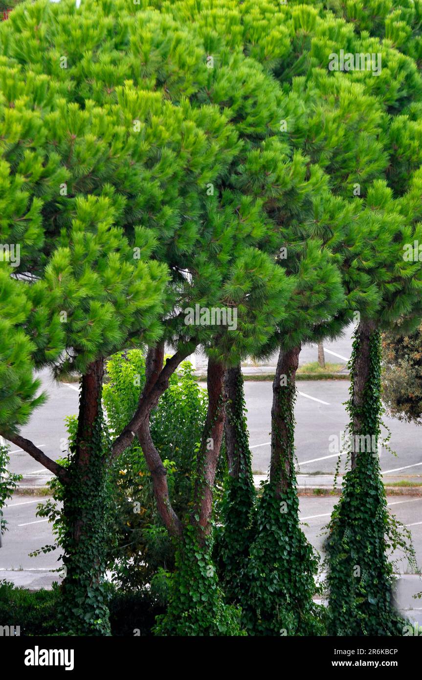 Stone pines (Pinus pinea) on the Adriatic Sea, Pine Stock Photo - Alamy