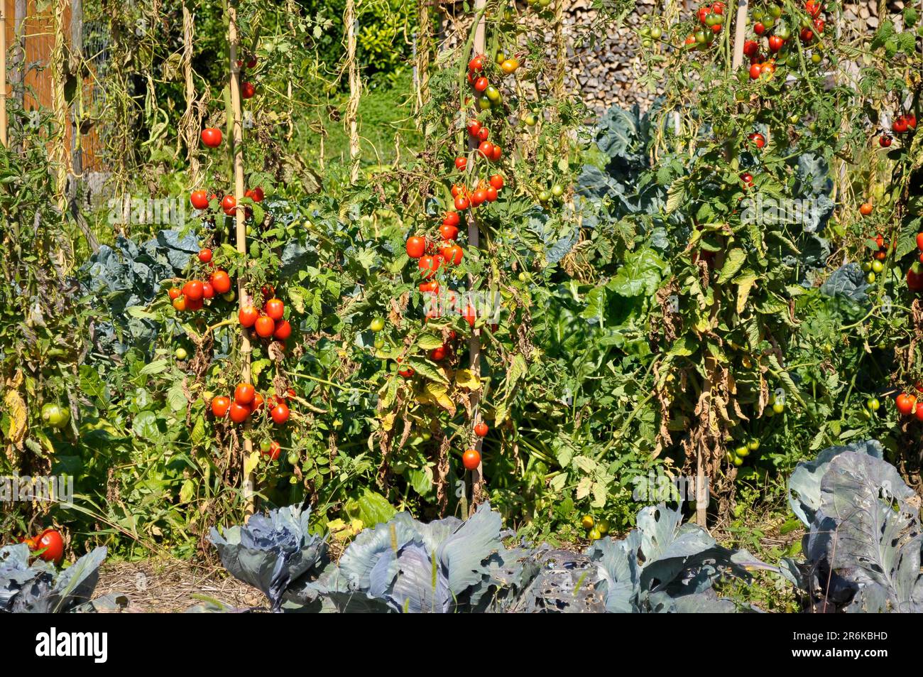 Farm garden, tomatoes (Solanum lycopersicum) on the vine, tomato ...