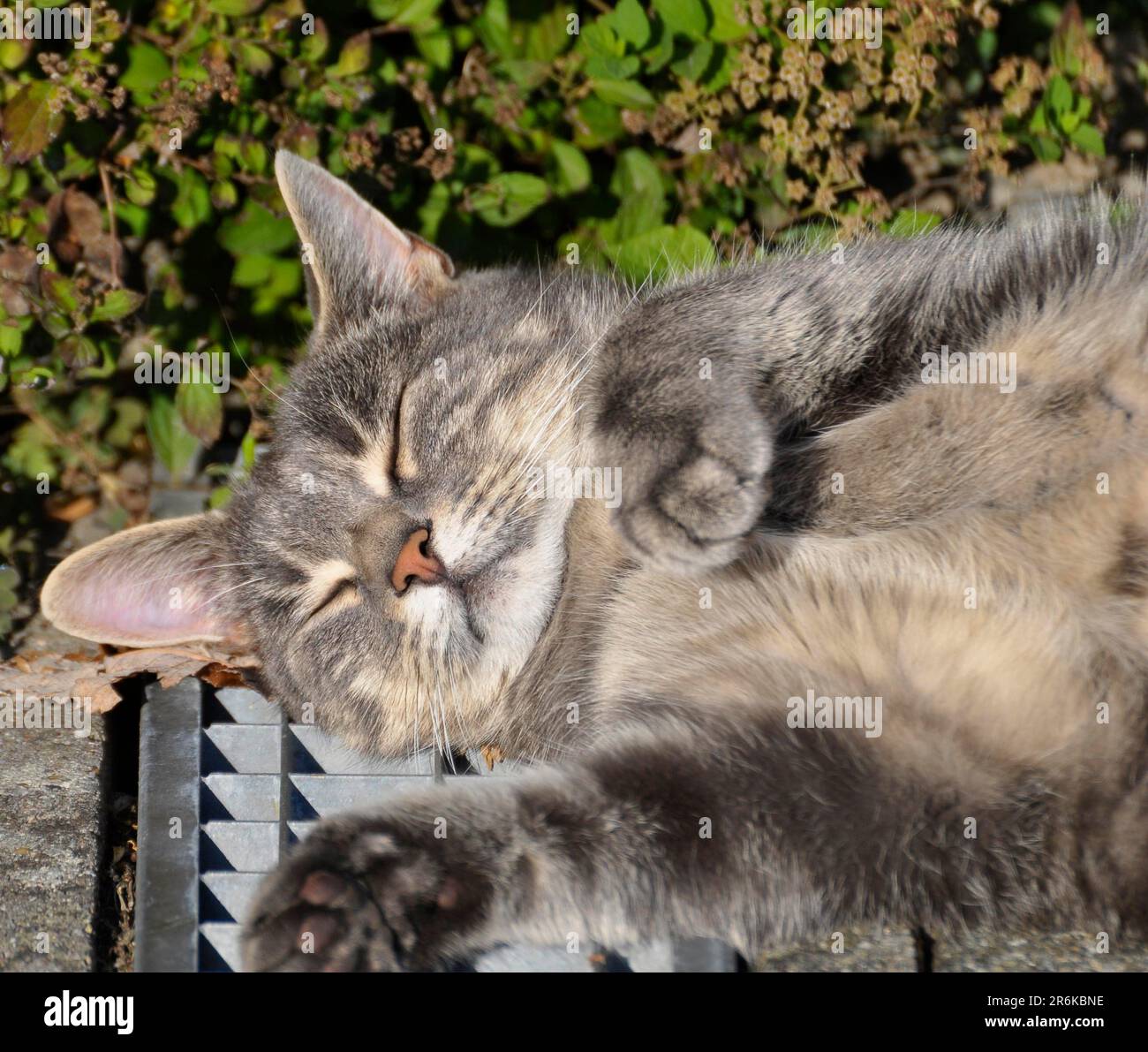 Cat lying on its back hi-res stock photography and images - Alamy