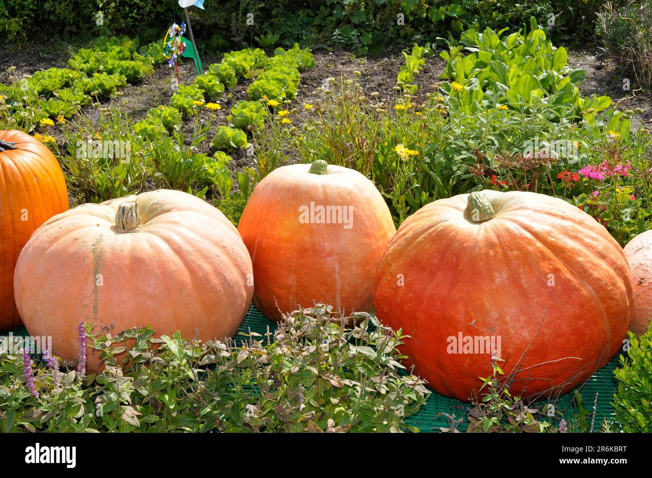 Pumpkins in country shop hi-res stock photography and images - Alamy