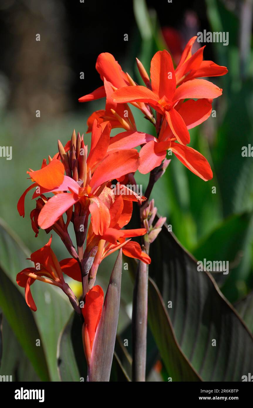Cannas (Canna) flowering, flower cane cannas Stock Photo - Alamy