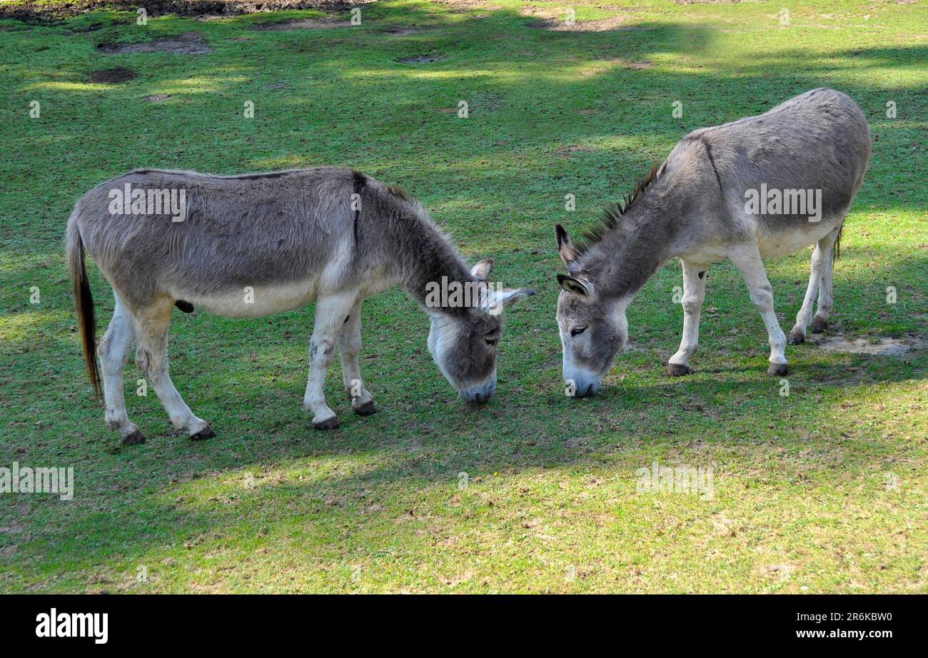 Two donkeys eating Stock Photo - Alamy