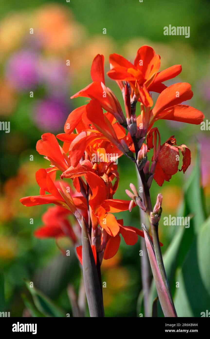Cannas (Canna) flowering, flower cane cannas Stock Photo - Alamy