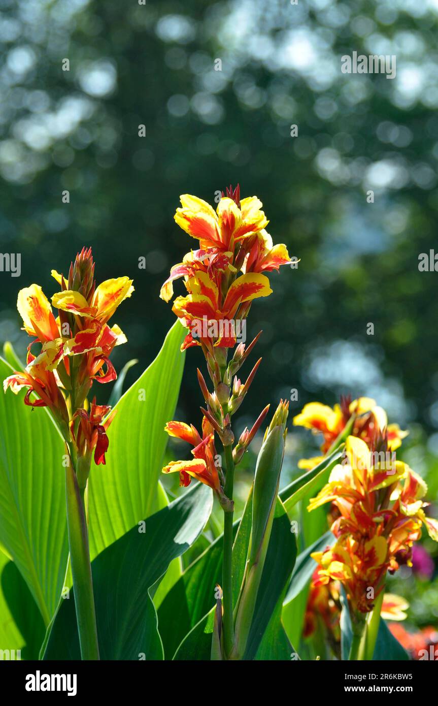 Cannas (Canna) flowering, flower cane cannas Stock Photo - Alamy