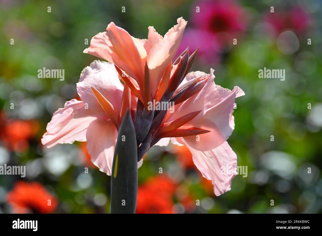 Cannas (Canna) flowering, flower cane cannas Stock Photo - Alamy