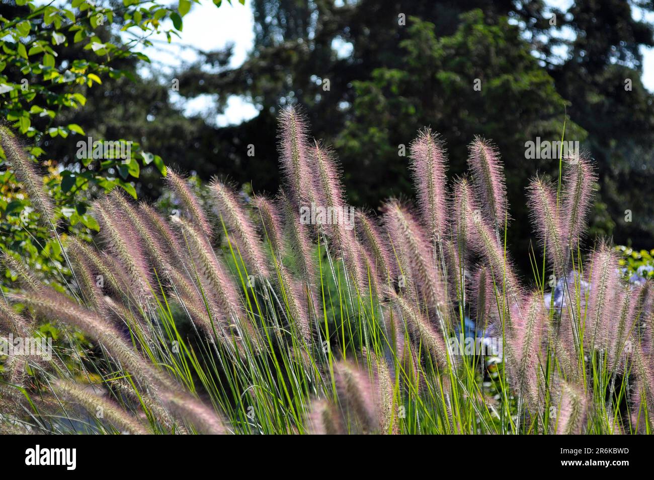 Pipe grass, lamplicker grass (Pennisetum alopecuroides), feather ...