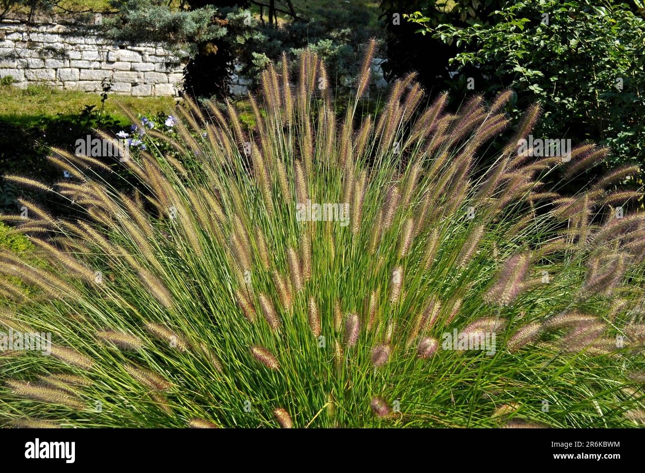 Pipe grass, lamplicker grass (Pennisetum alopecuroides), feather ...