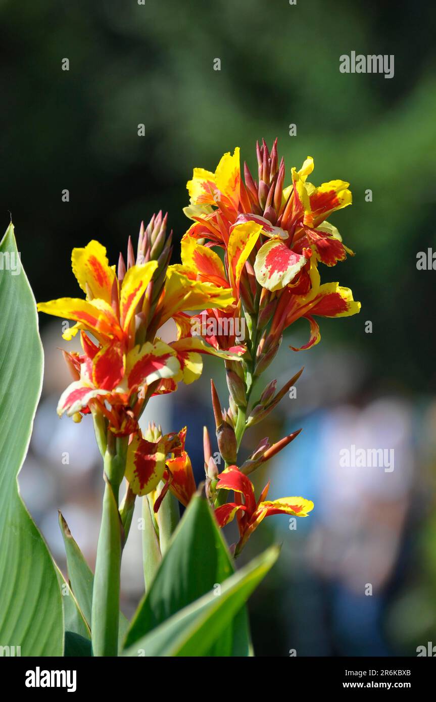Cannas (Canna) flowering, flower cane cannas Stock Photo - Alamy