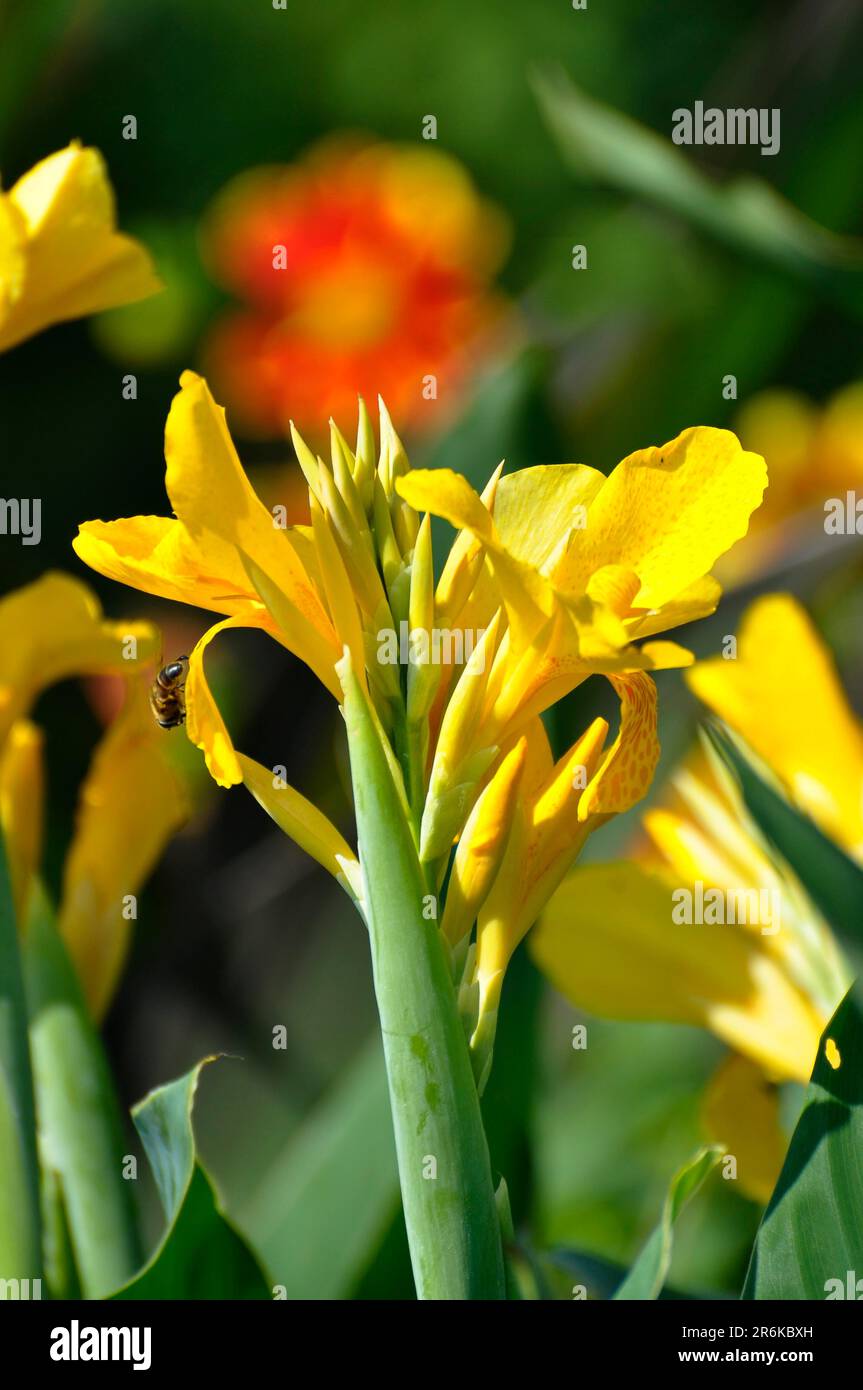 Cannas (Canna) flowering, flower cane cannas Stock Photo - Alamy