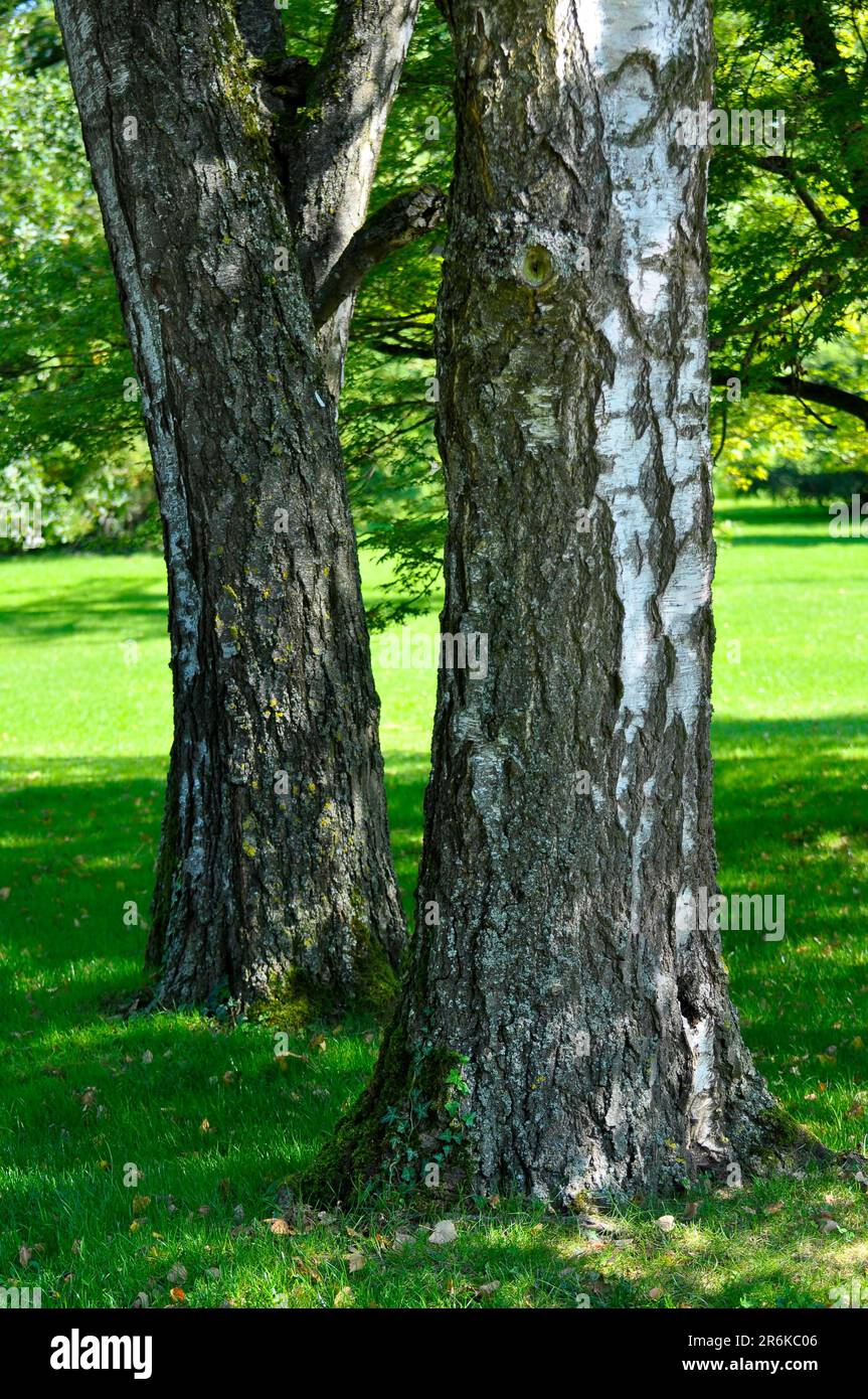 Birch tree lake hi-res stock photography and images - Alamy