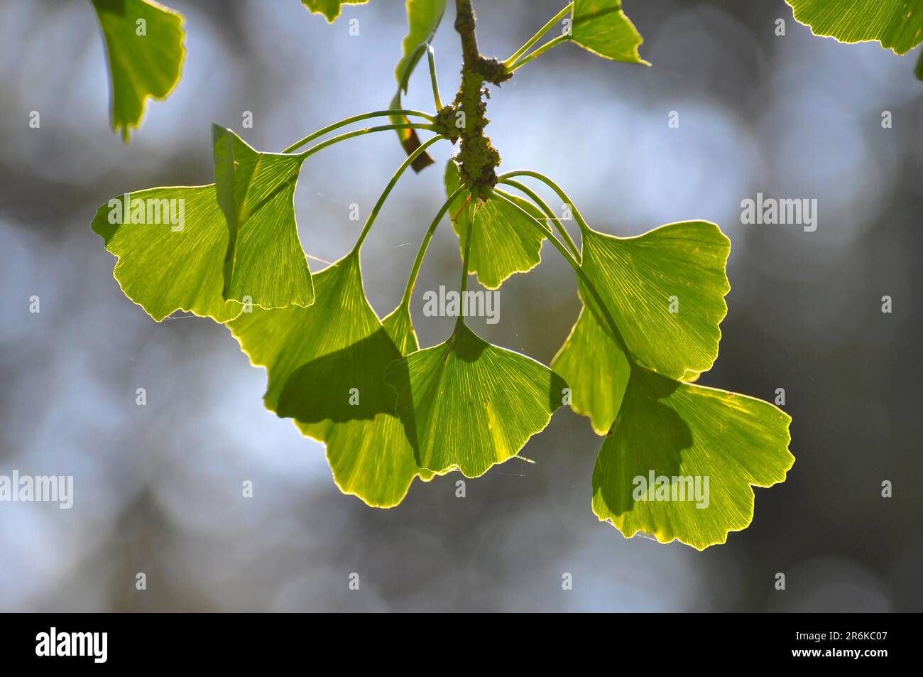 Ginko, Leaves, Branch, Ginkgo (Ginkgo biloba), Ginko Stock Photo - Alamy