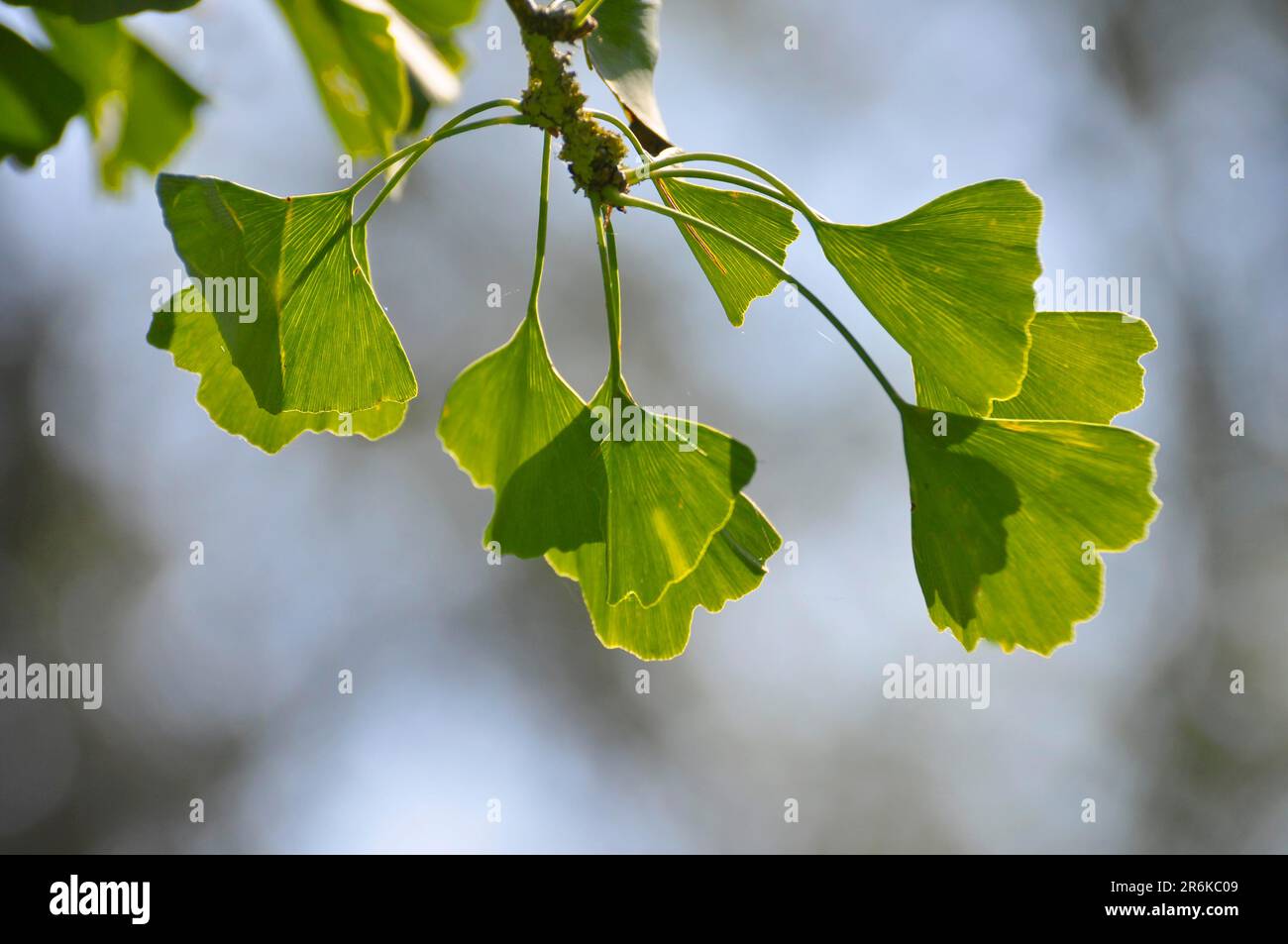Ginko, Leaves, Branch, Ginkgo (Ginkgo biloba), Ginko Stock Photo - Alamy