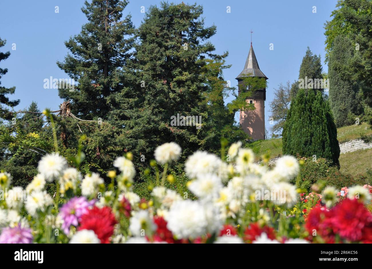 Mainau Island on Lake Constance, Dahlia Garden, Dahlia Blossom, Swedish ...