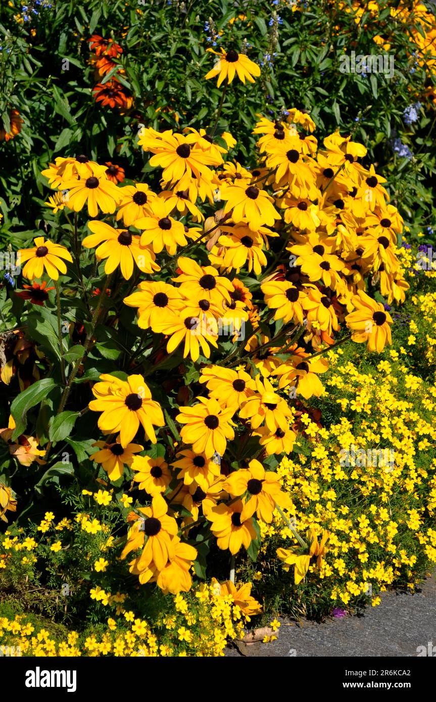 Mainau Island, cottage garden, perennials, coneflower, orange ...
