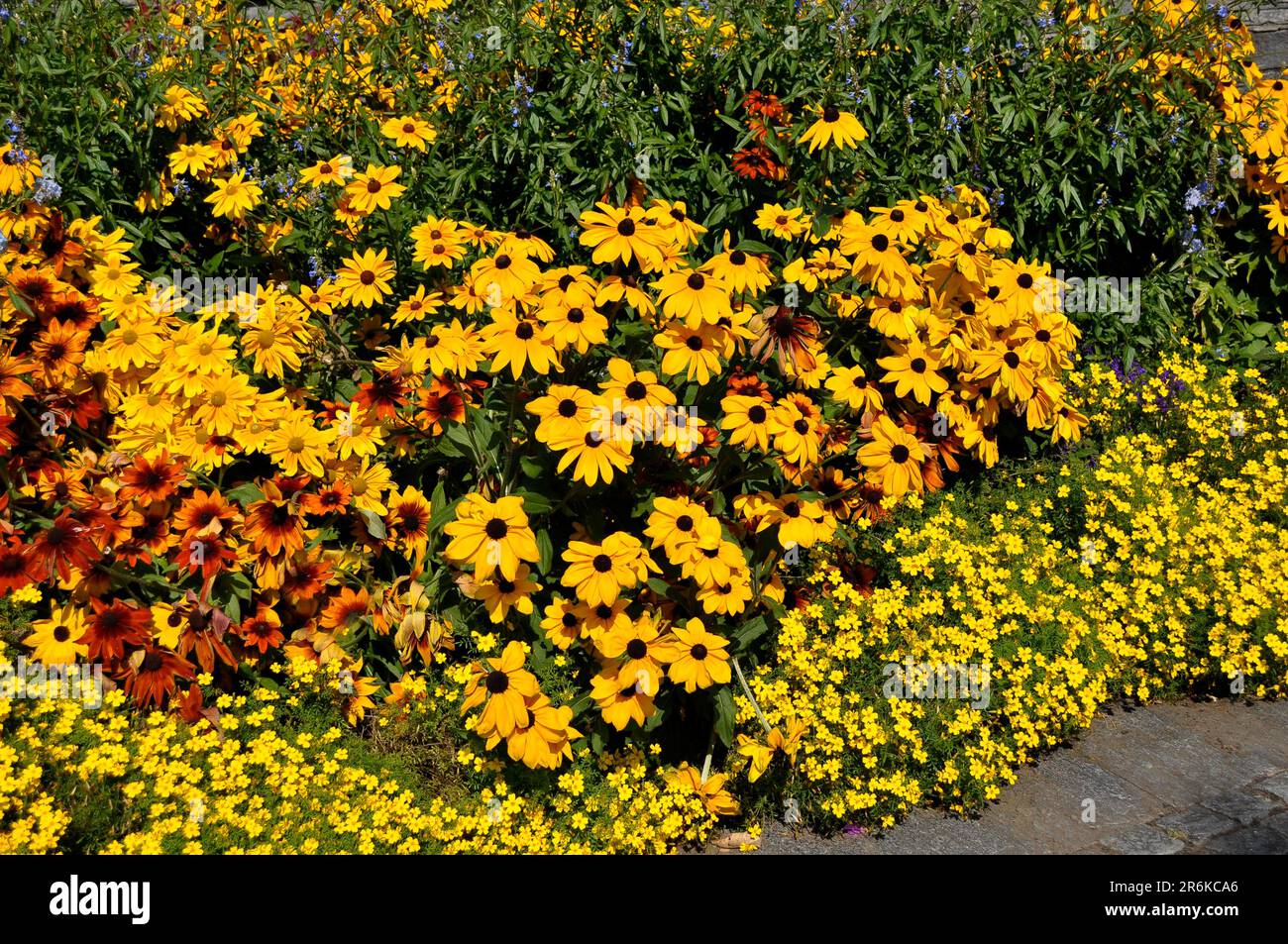 Mainau Island, cottage garden, perennials, coneflower, orange ...