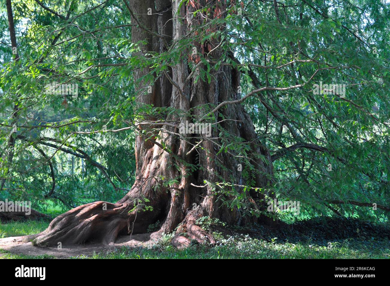On Lake Constance, Mainau Island, primeval sequoia, primeval redwood ...