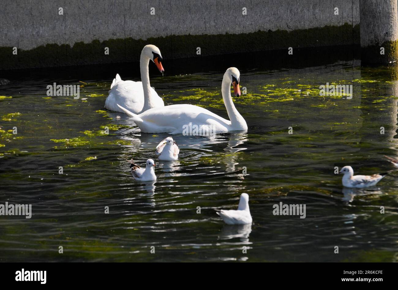 On Lake Constance, Langenargen, Swan with seagulls Stock Photo - Alamy