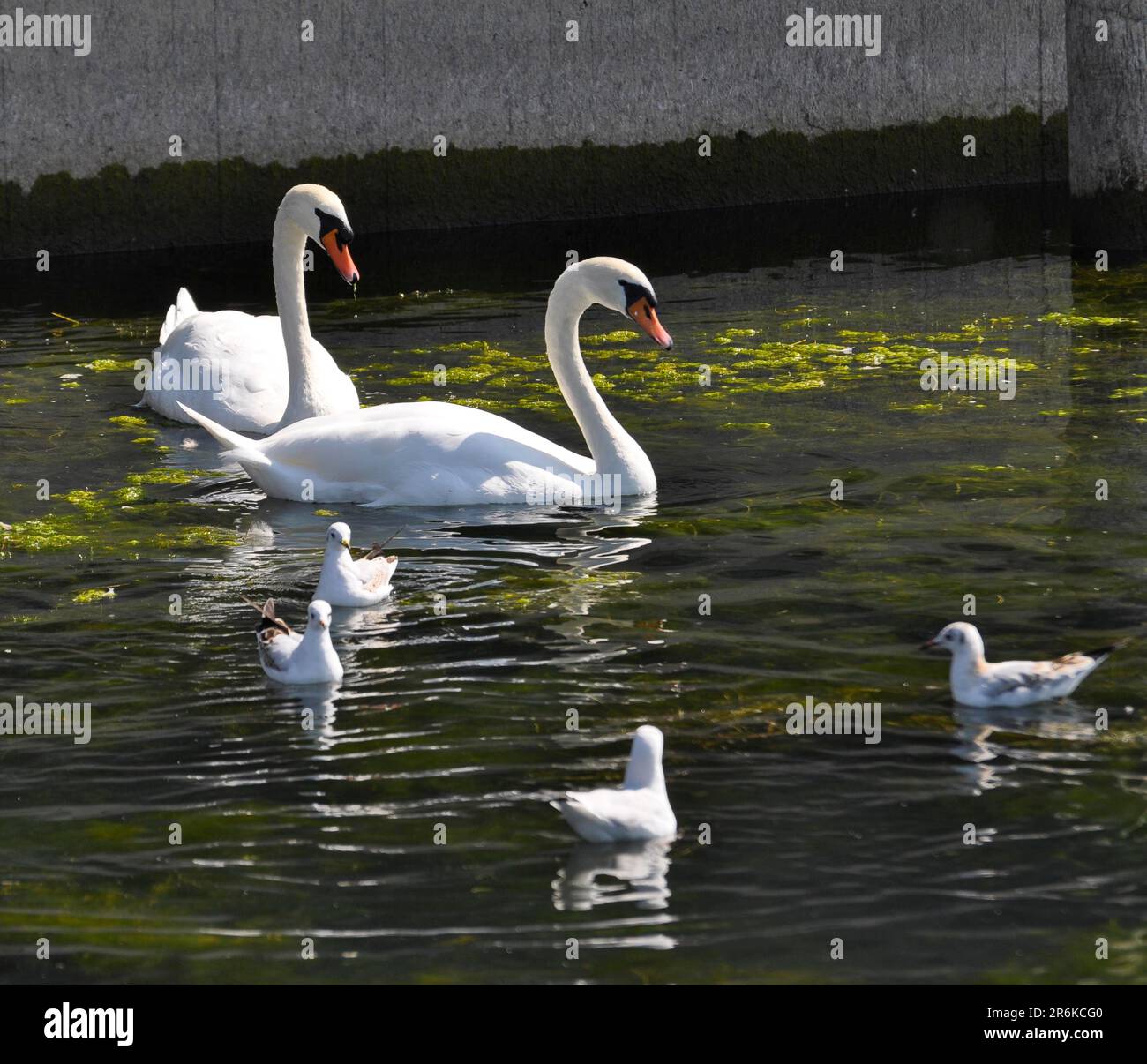On Lake Constance, Langenargen, Swan with seagulls Stock Photo - Alamy