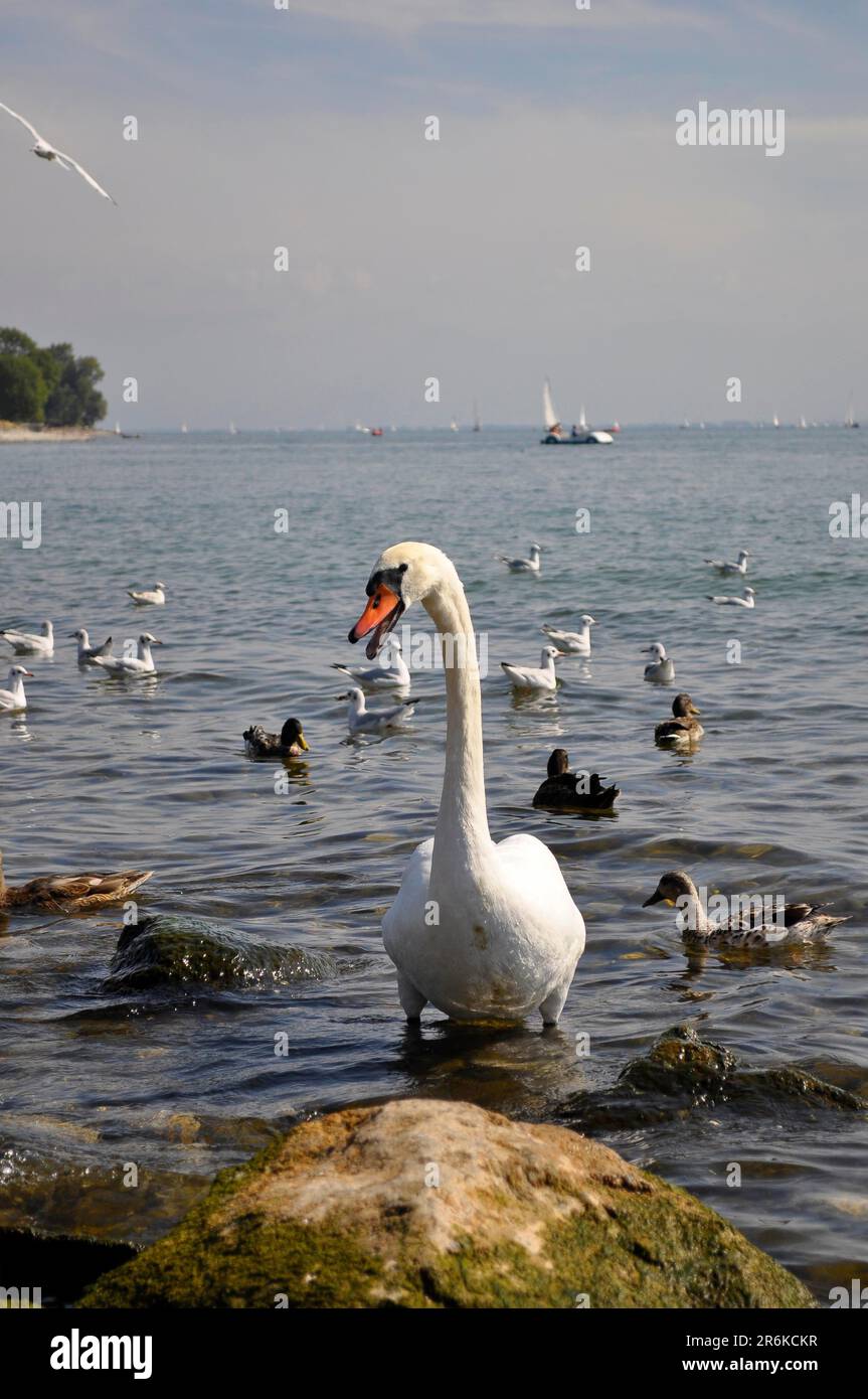 On Lake Constance, Langenargen, Swan with seagulls Stock Photo - Alamy